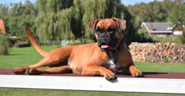 Rottweiler vs Boxer: Key Differences Explained - IMP WORLD