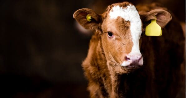 Discover the Playful World of Baby Cows: 5 Fascinating Facts - A-Z Animals