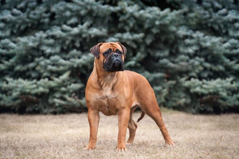 15 Best Types Of Bully Dog Breeds - A-Z Animals
