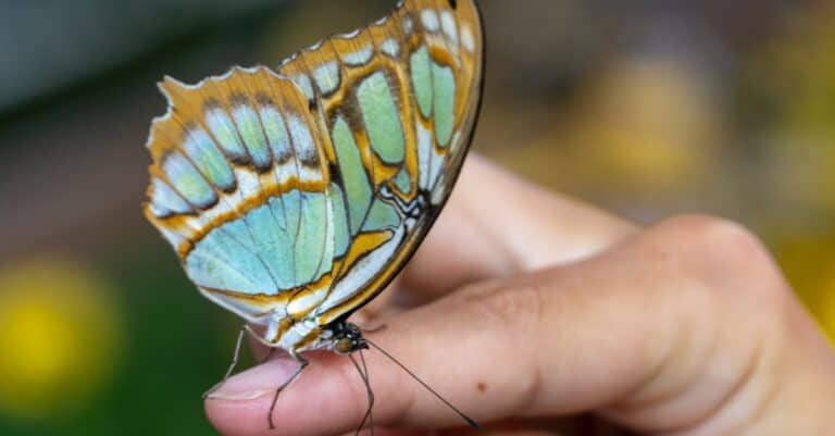 Do Butterflies Bite? - A-Z Animals