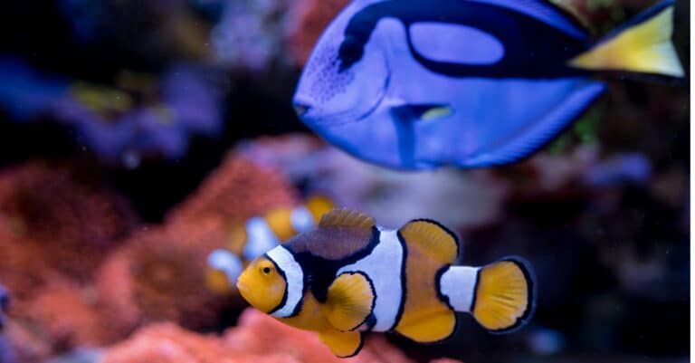 21 Types of Colorful and Bold Clownfish - A-Z Animals