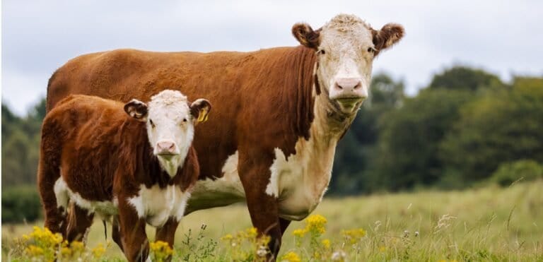 Ox vs Cow: What Are the Differences? - A-Z Animals