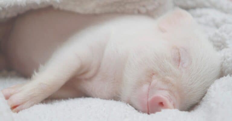 Baby Pig: 5 Unforgettable Facts and 5 Precious Piglet Pictures - A-Z ...