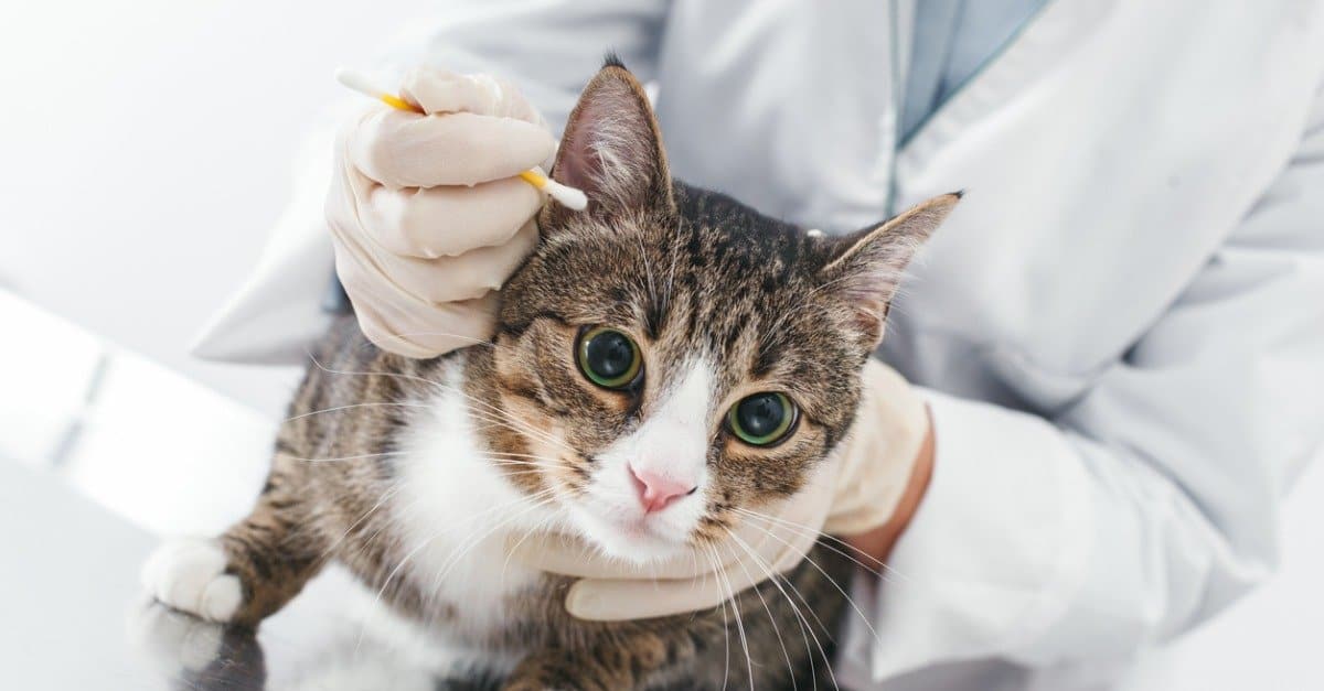 Understanding Mange in Cats: Causes, Symptoms, and Treatments - A-Z Animals