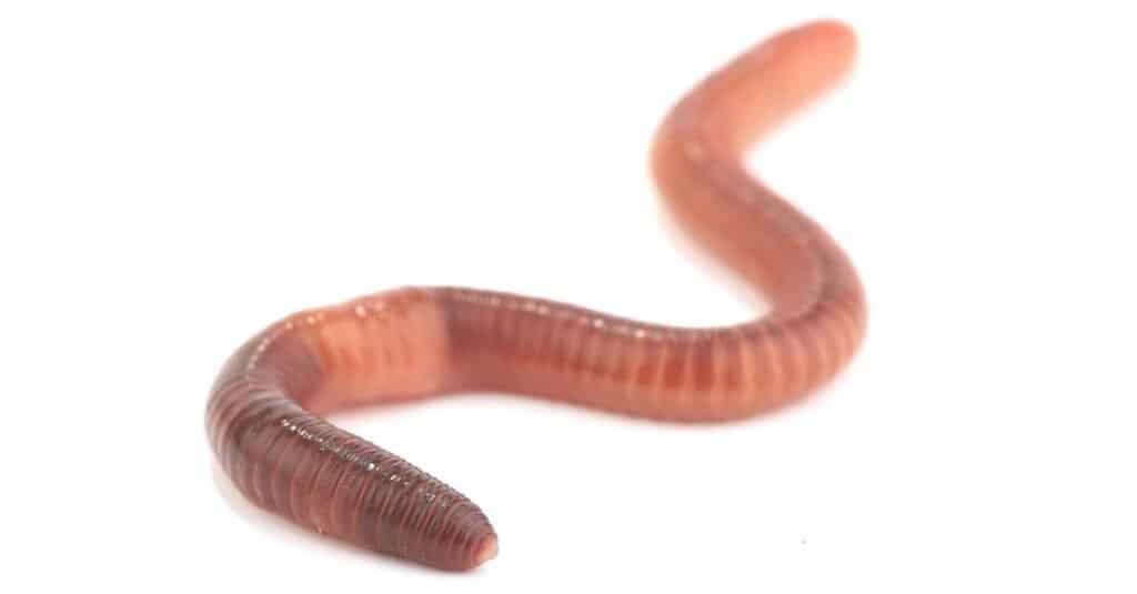 Earthworm Quiz: Find Out How Much You Know! - A-Z Animals