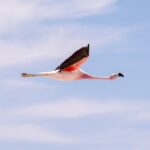 25 Facts That Make Flamingos Earth's Coolest Bird - A-Z Animals Slideshows