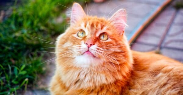 42 Clever and Perfect Ginger Cat Names - A-Z Animals