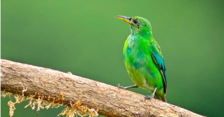 Types of Green Birds - A-Z Animals