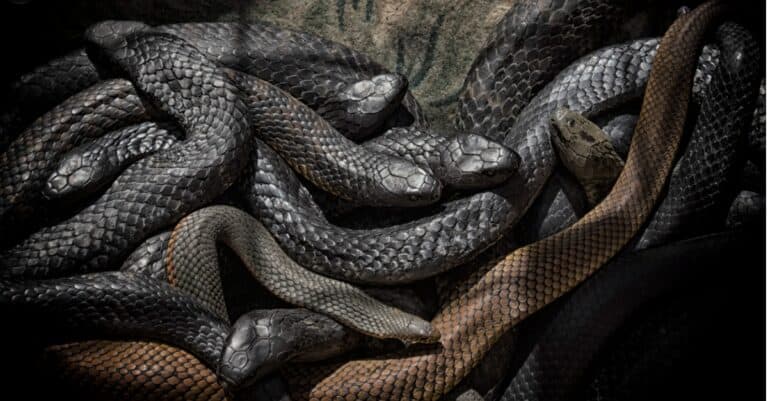 What Is a Group of Snakes Called? - A-Z Animals