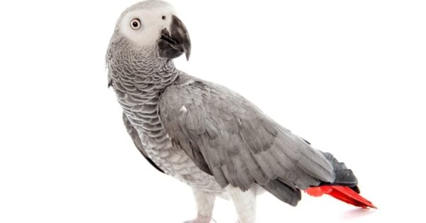 10 Fascinating Facts About the Intelligent and Social African Grey ...
