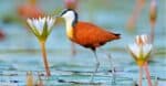 African Jacana Animal Facts - Actophilornis africanus - A-Z Animals