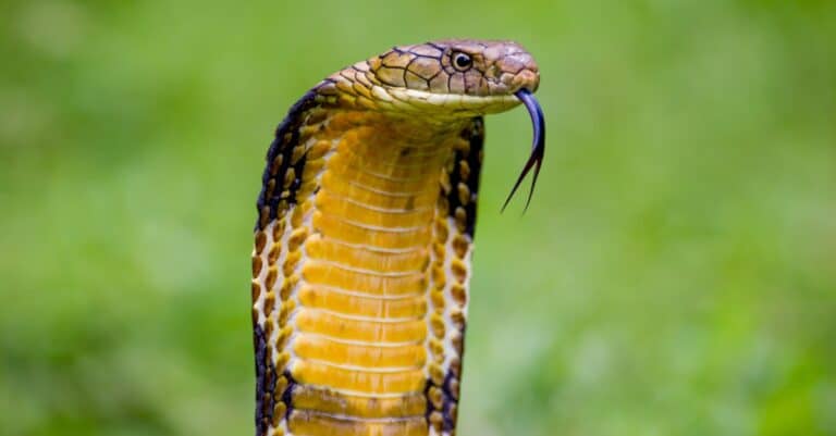 Types of Cobras - A-Z Animals