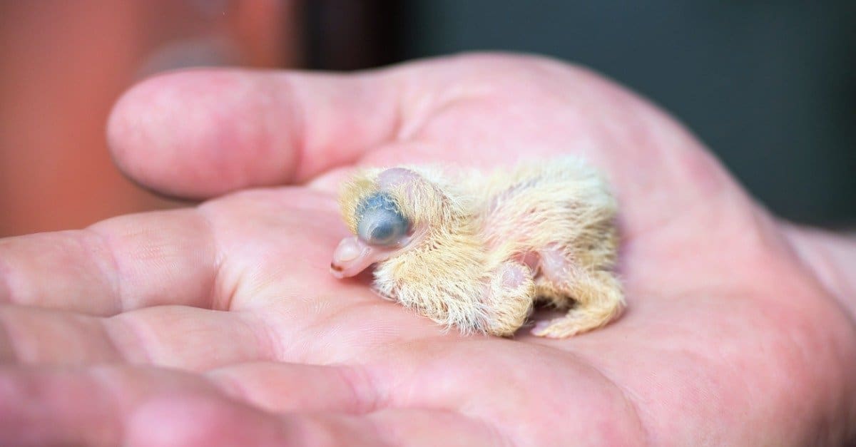 Baby Pigeon: 5 Squab Pictures and 5 Facts - A-Z Animals