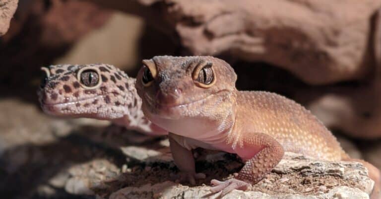 Leopard Gecko Names: The Complete List - A-Z Animals