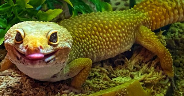 Leopard Gecko Names: The Complete List - A-Z Animals