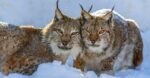 What Do Lynx Eat? - A-Z Animals