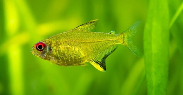 7 Yellow Freshwater Fish Perfect for Your Aquarium - A-Z Animals