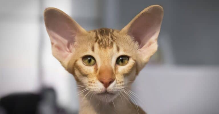 9 Yellow Cat Breeds and Yellow Cat Names - A-Z Animals