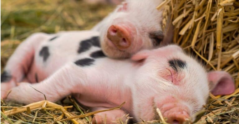Baby Pig: 5 Unforgettable Facts and 5 Precious Piglet Pictures - A-Z ...
