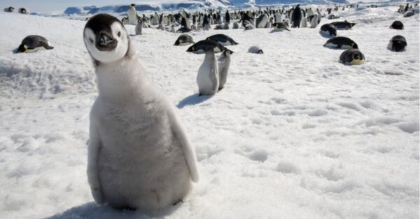 How Old Is the Oldest Penguin Ever? - A-Z Animals