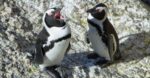 Puffin vs Penguin: What Are the Differences? - A-Z Animals