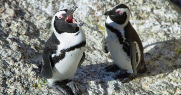 Do Penguins Have Teeth? - A-Z Animals