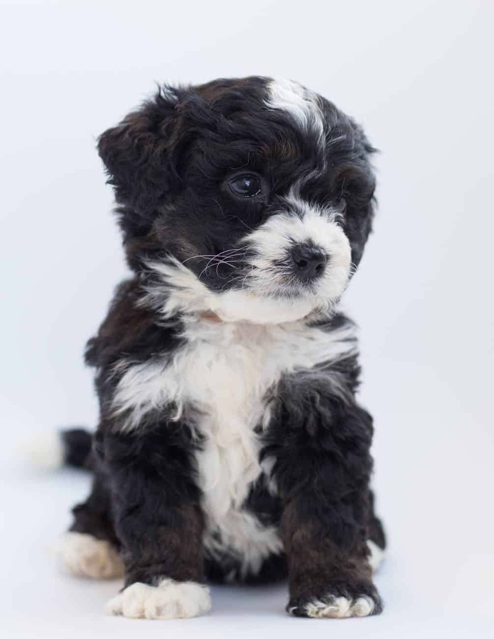 Mini Bernedoodle Size: Growth Chart and Milestones - A-Z Animals
