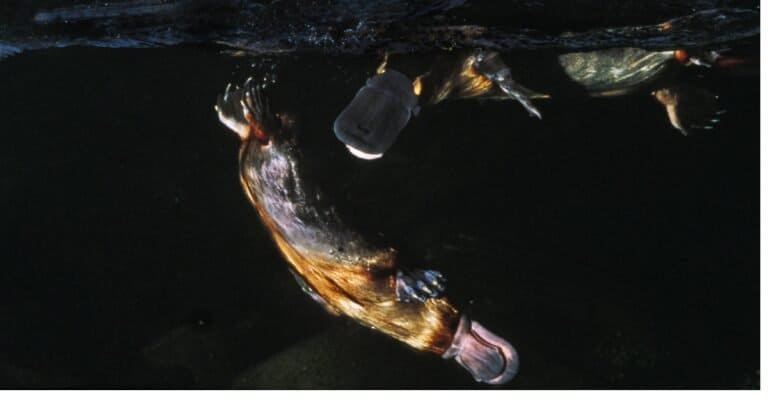 Platypus Animal Facts - Ornithorhynchus anatinus - A-Z Animals