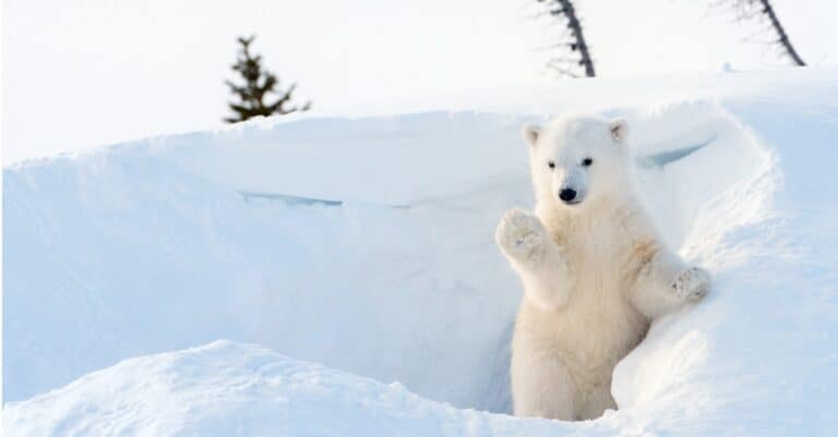 Polar Bear Lifespan: How Long Do Polar Bears Live? - A-Z Animals