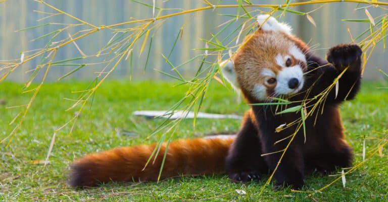 Red Panda vs Panda: 5 Key Differences - A-Z Animals