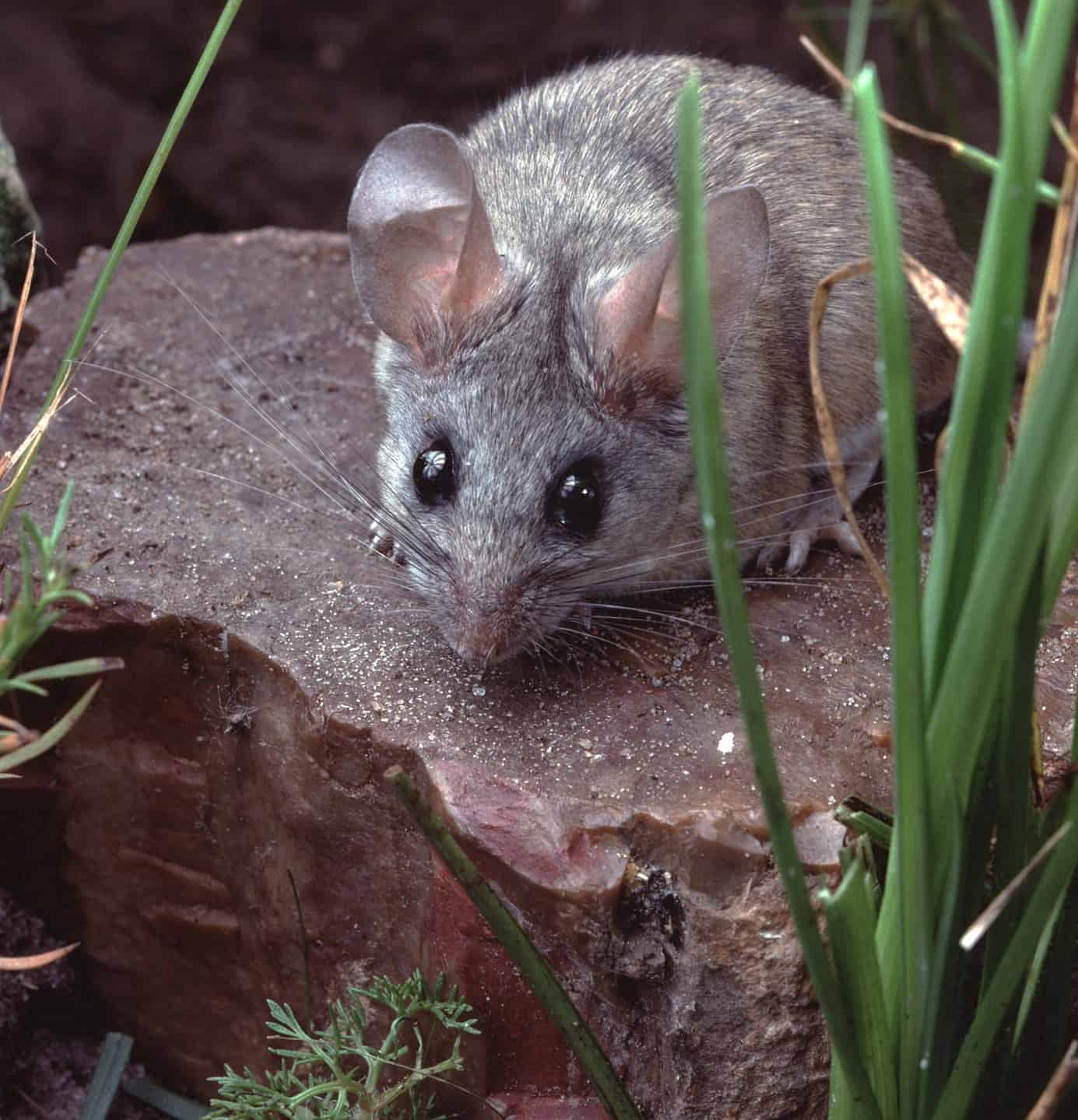 Cactus Mouse Animal Facts - Peromyscus erimicus - A-Z Animals