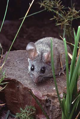 Cactus Mouse Animal Facts - Peromyscus erimicus - A-Z Animals