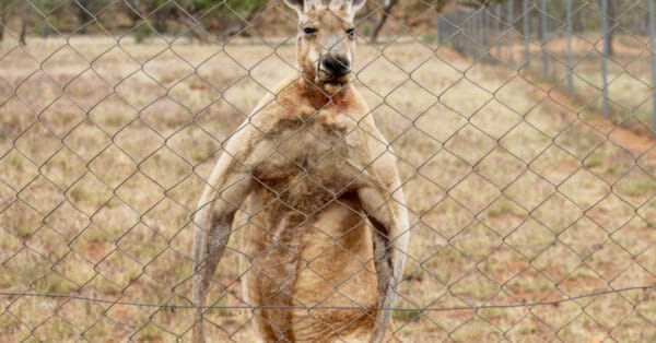 Jacked Kangaroo: Just How Strong Are Buff Kangaroos? - IMP WORLD