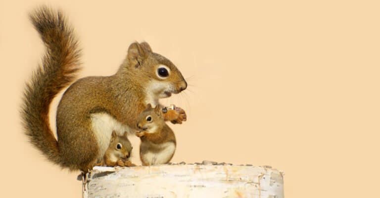 Baby Squirrel: 5 Incredible Facts and 5 Cute Kit Pics - A-Z Animals
