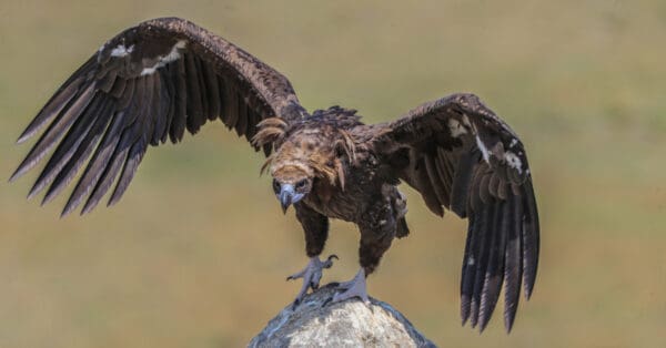 Why Were More Than 70 Vultures Found Dead on a School Campus in Ohio ...