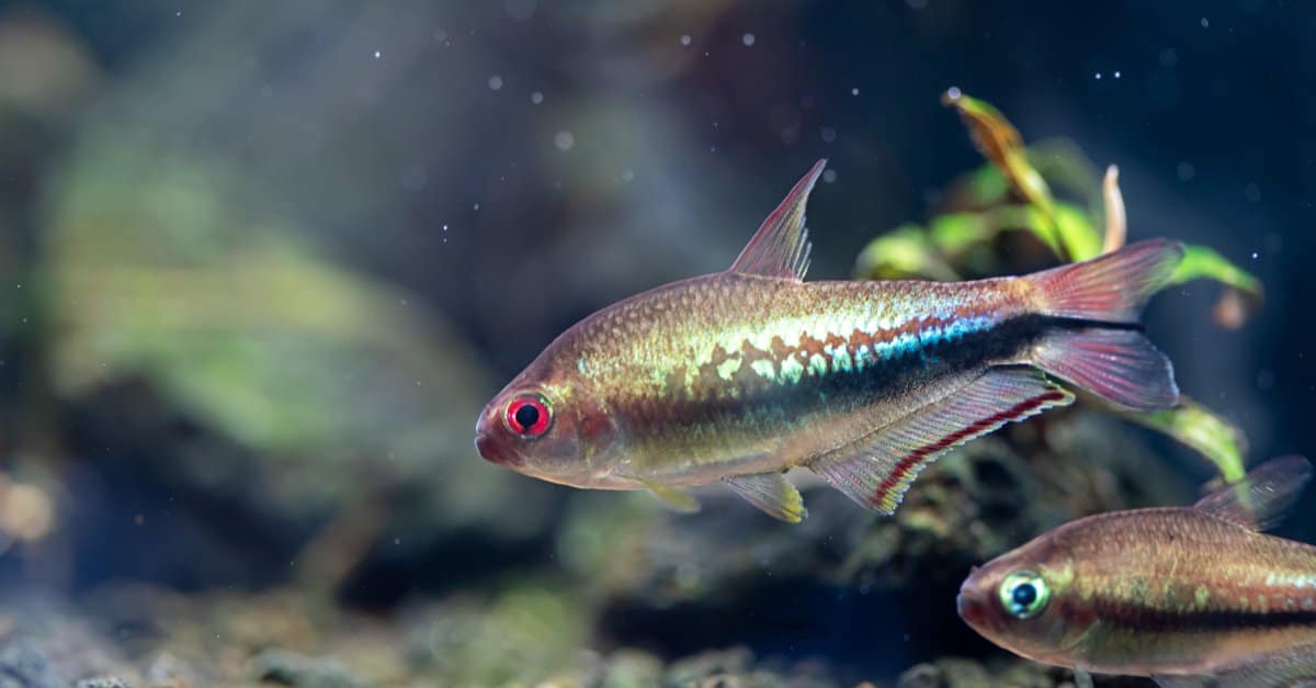 Discover 10 of the Most Popular Types of Tetra Fish - A-Z Animals