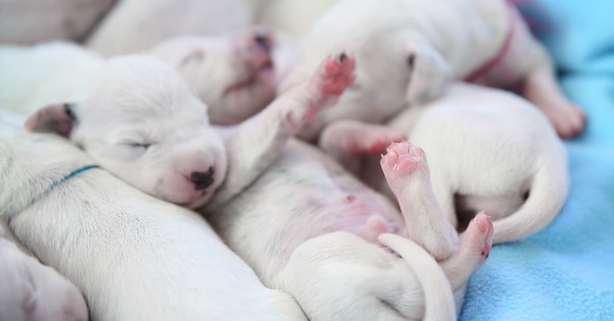 Baby Dog: 5 Puppy Pictures and 5 Facts - IMP WORLD