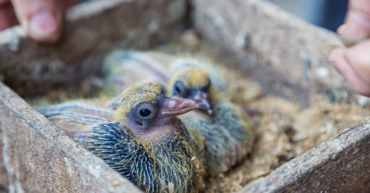 Baby Pigeon: 5 Squab Pictures and 5 Facts - IMP WORLD