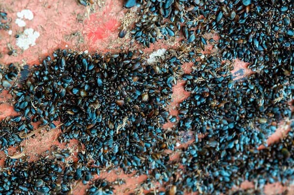 Invasive Species in the United States: The Big List of Common Invasive ...