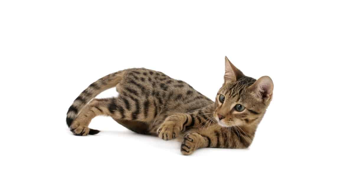 The 9 Spotted Cat Breeds and Where They Came From - A-Z Animals