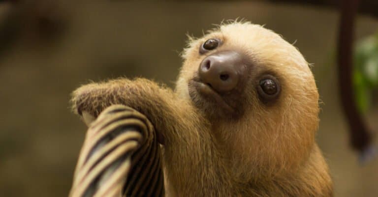 The Adorable Life of Baby Sloths: From Potty Time to Tree Hopping - A-Z ...