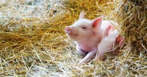 25 Cute Pink Animals (Complete List from Land to Sea) - A-Z Animals