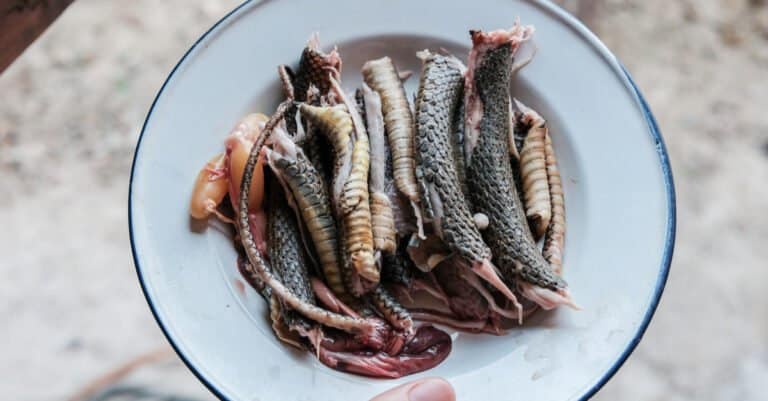 What Does Snake Meat Taste Like? - A-Z Animals