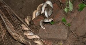 From Courtship to Asexual Reproduction: Unraveling Snake Breeding ...