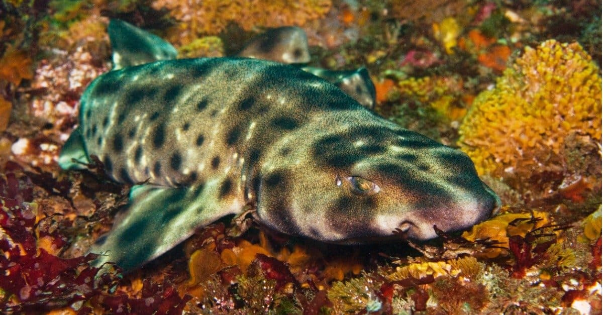 You Won’t Believe These Bizarre Sharks Actually Exist - A-Z Animals