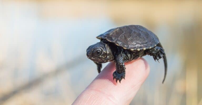 Baby Turtle: 5 Interesting Facts and 5 Precious Pictures - A-Z Animals