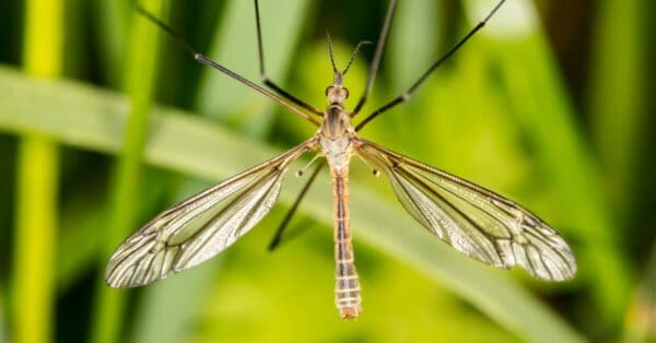 Crane Flies vs. Mosquitoes: Understanding the Key Differences - A-Z Animals