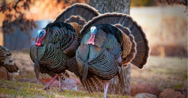 Turkey Bird Facts - A-Z Animals