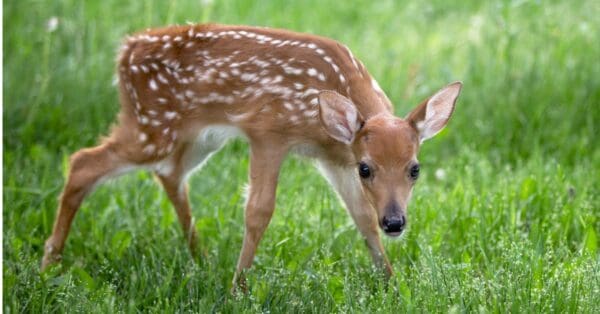 Baby Deer: 6 Incredible Facts and 6 Sweet Pictures - A-Z Animals