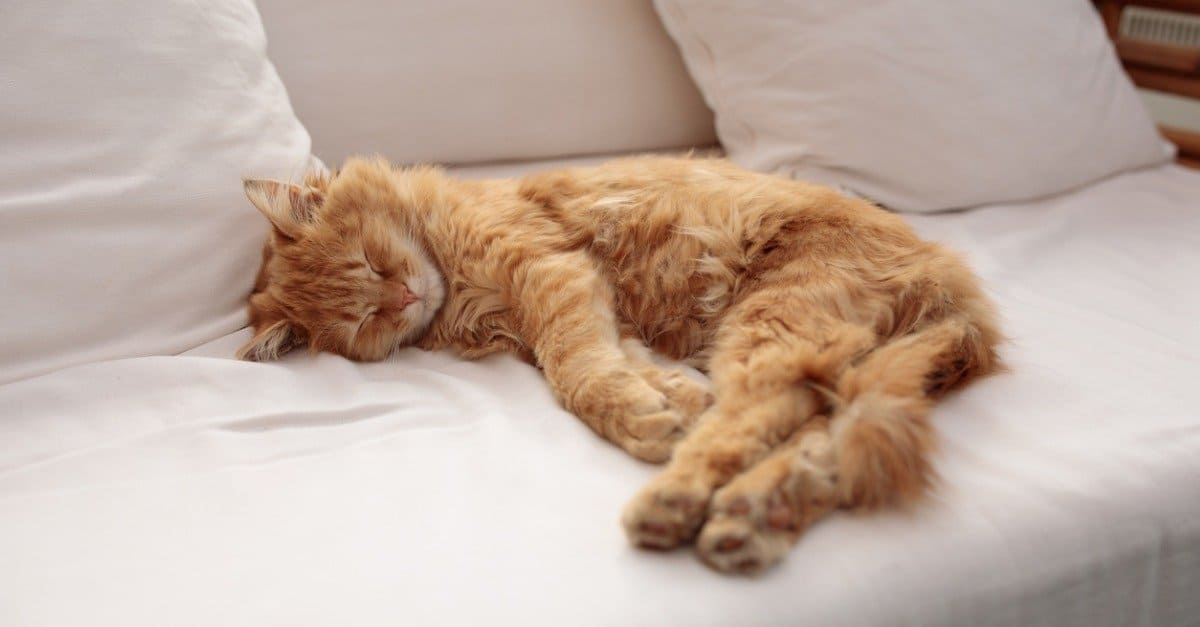 9 Yellow Cat Breeds and Yellow Cat Names - A-Z Animals